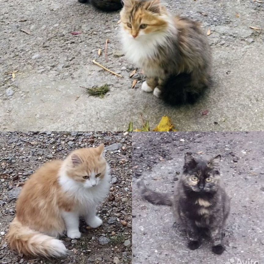 Котята в добрые руки