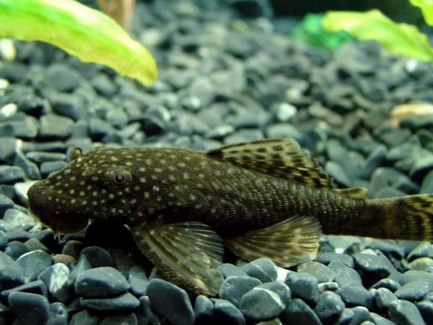 Анциструс 2 шт - бронь