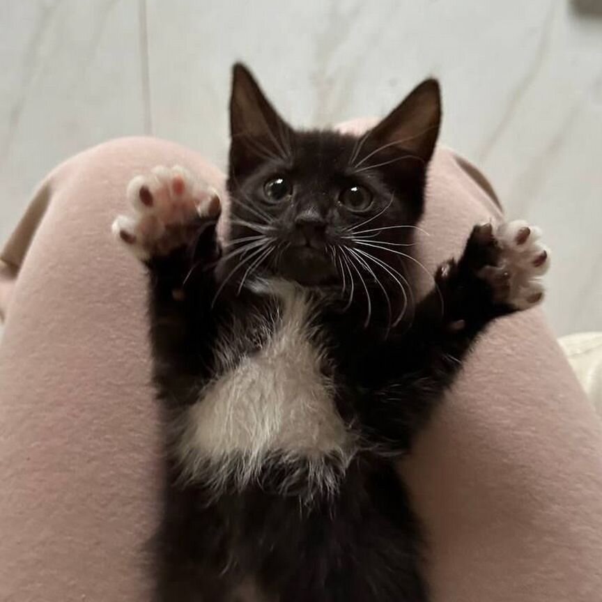 Чудо котёнок в добрые руки