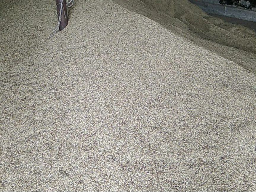 Ячмень озимый и пшеница овёс