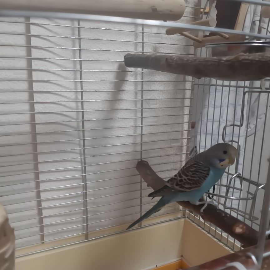 Волнистый попугай