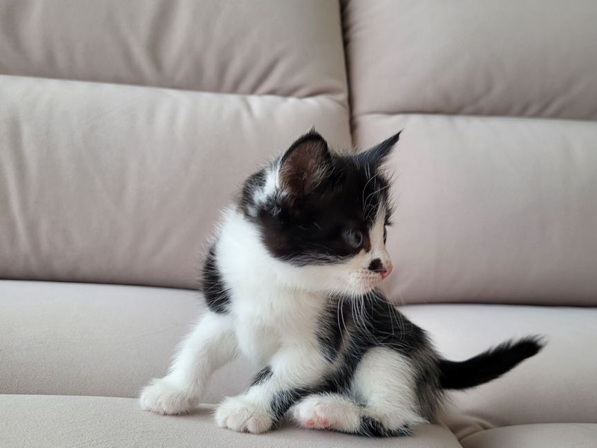 Красивая кошечка бесплатно