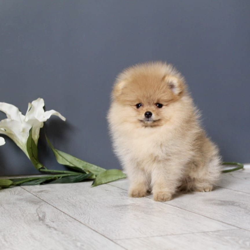 Шпиц девочка