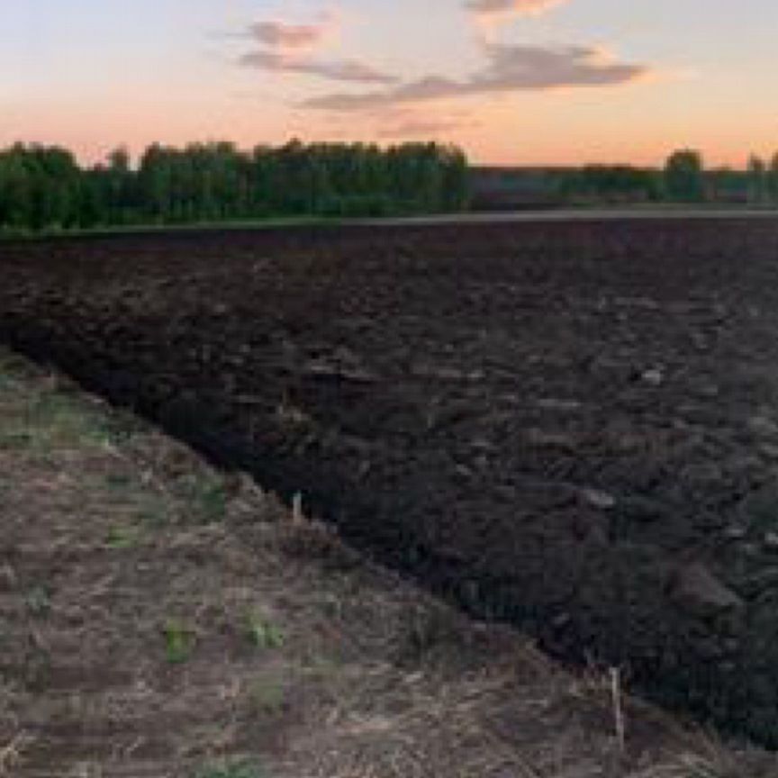 Продам Овес 1000 т