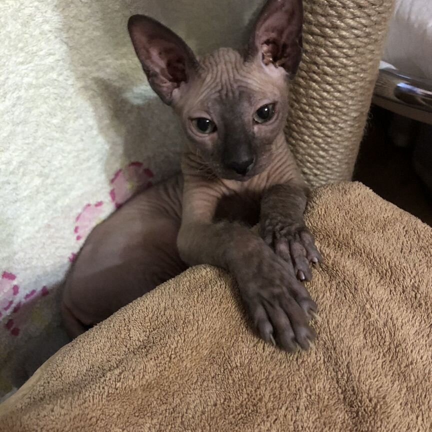 Донской сфинкс (кошечка)