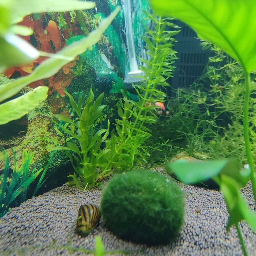 Улитки неретины(зебра) отдам бесплатно