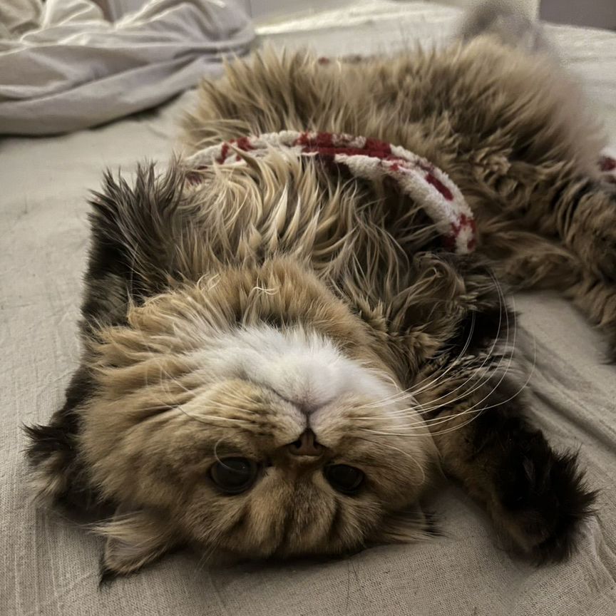 Отдам кошечку в добрые руки