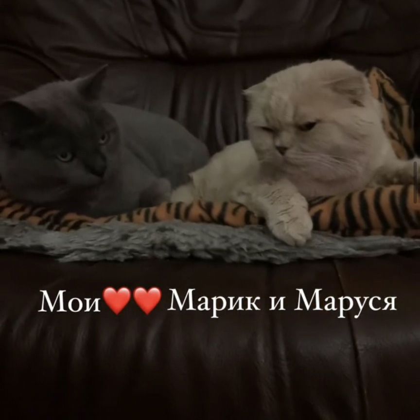 Отдам кота и кошечку