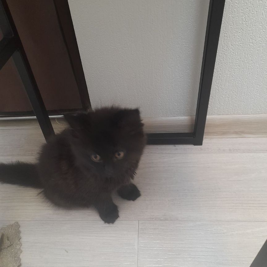 Отдам котенка 2 месяца в добрые руки