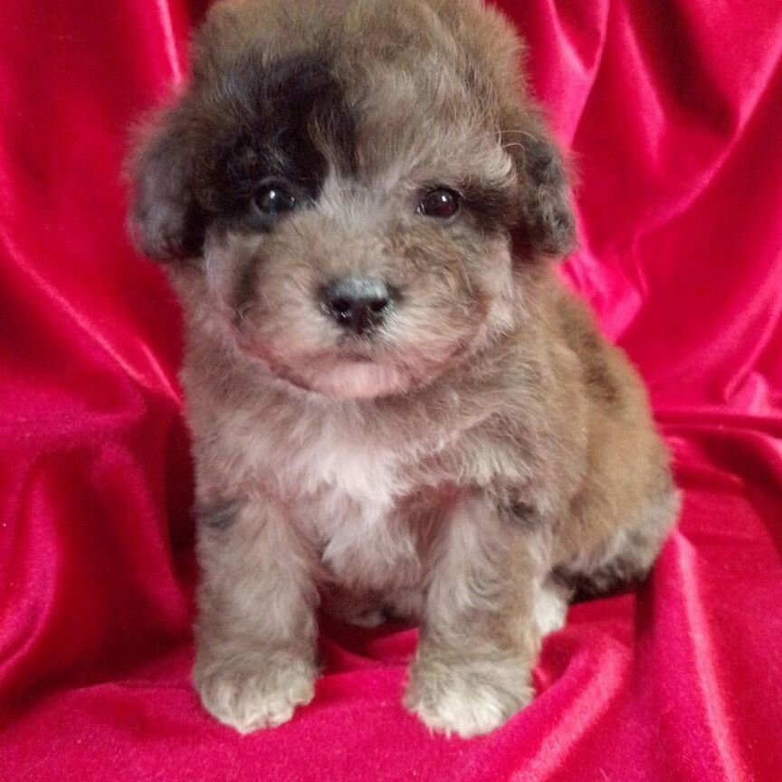 Бишпу мальчик орас мерль