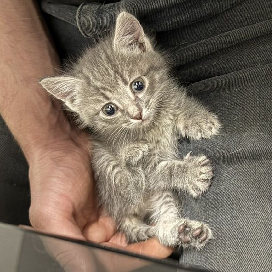 Котенок девочка в добрые руки