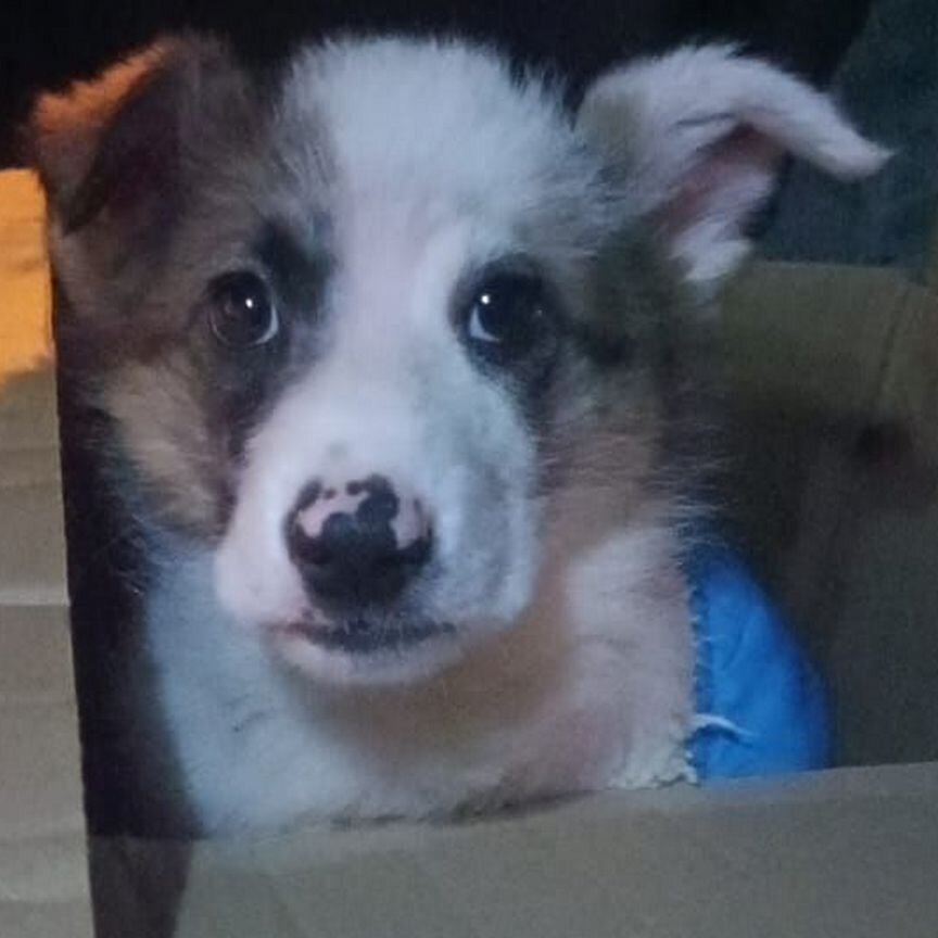 Щенок в добрые руки