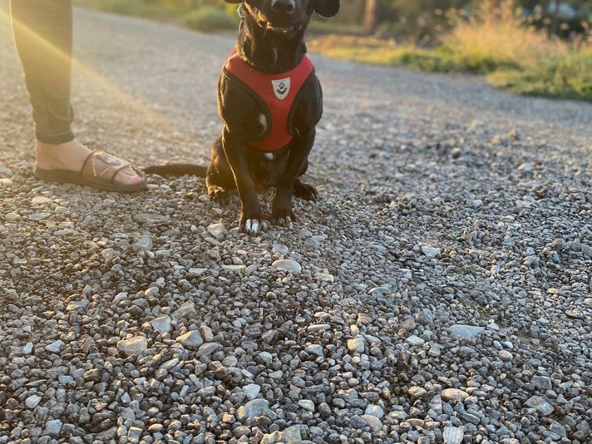 Патрик маленькая собачка из приюта