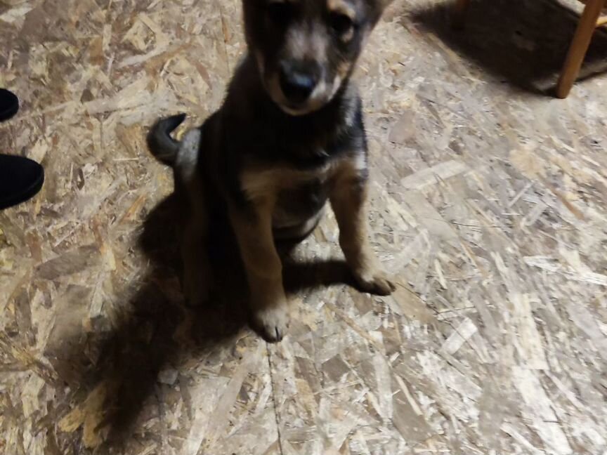 Смесь лайки и хаски в добрые руки