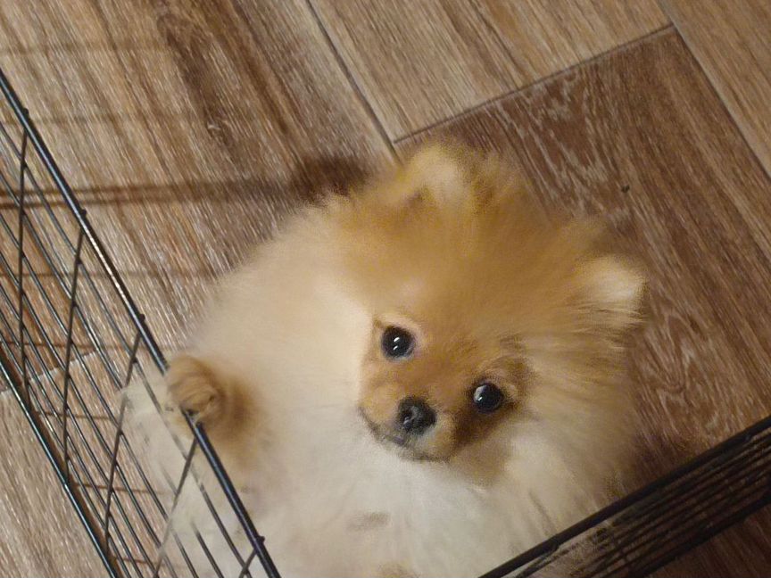 Померанский шпиц micro