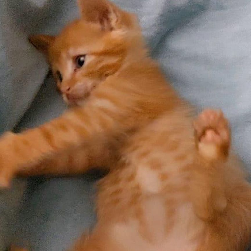 Рыжая кошка девочка