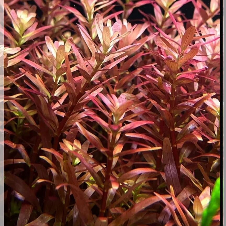 Аквариумные растения