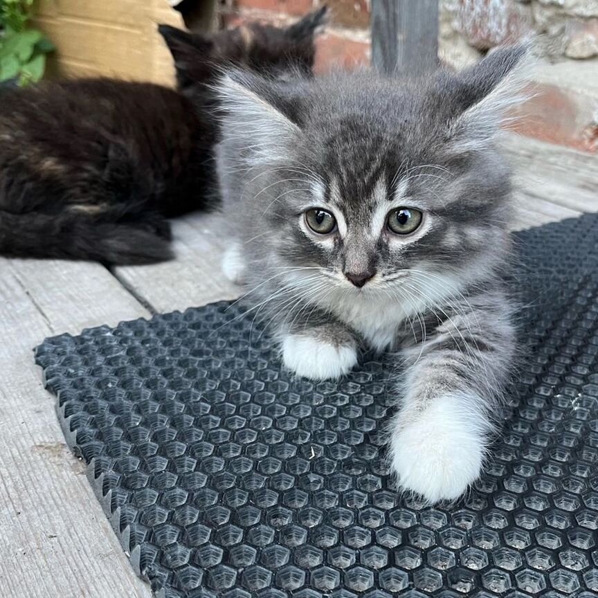 Котёнок в добрые руки