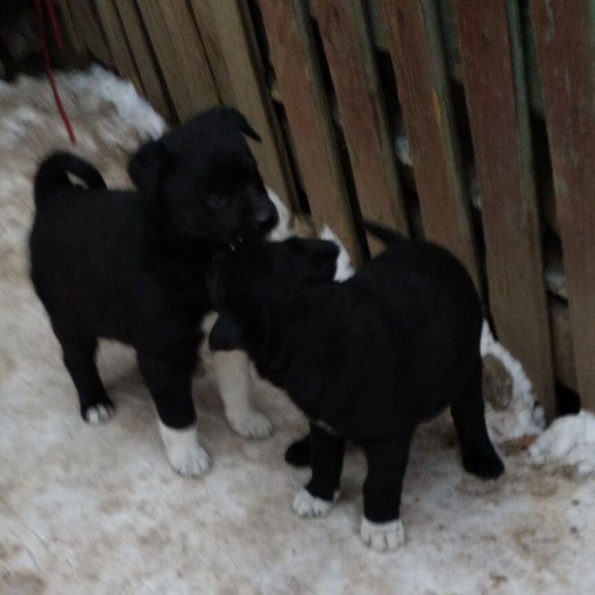 Щенок в добрые руки