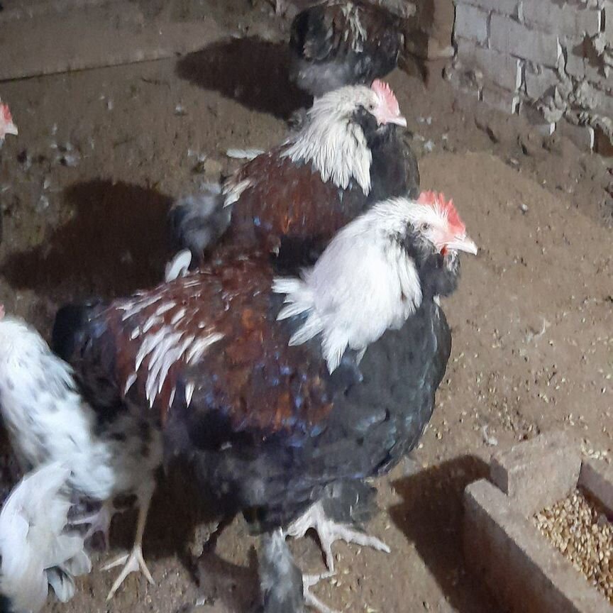 Петушки фавероли