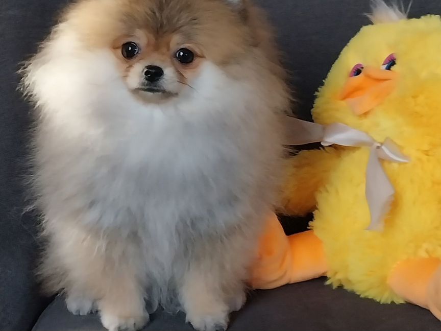 Щенки померанского шпица