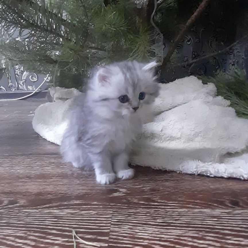 Вислоухие котята
