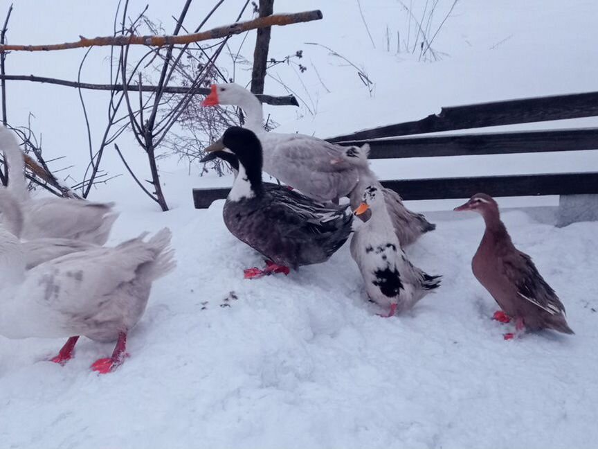 Селезень голубой фаворит