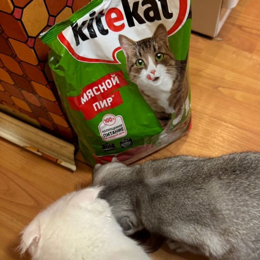 Кошачий корм
