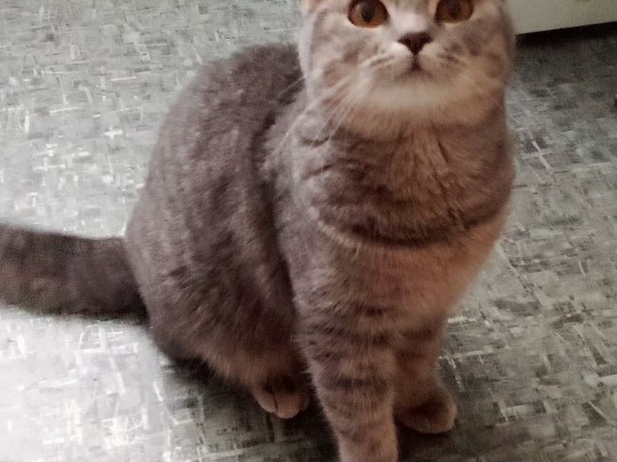 Кошка