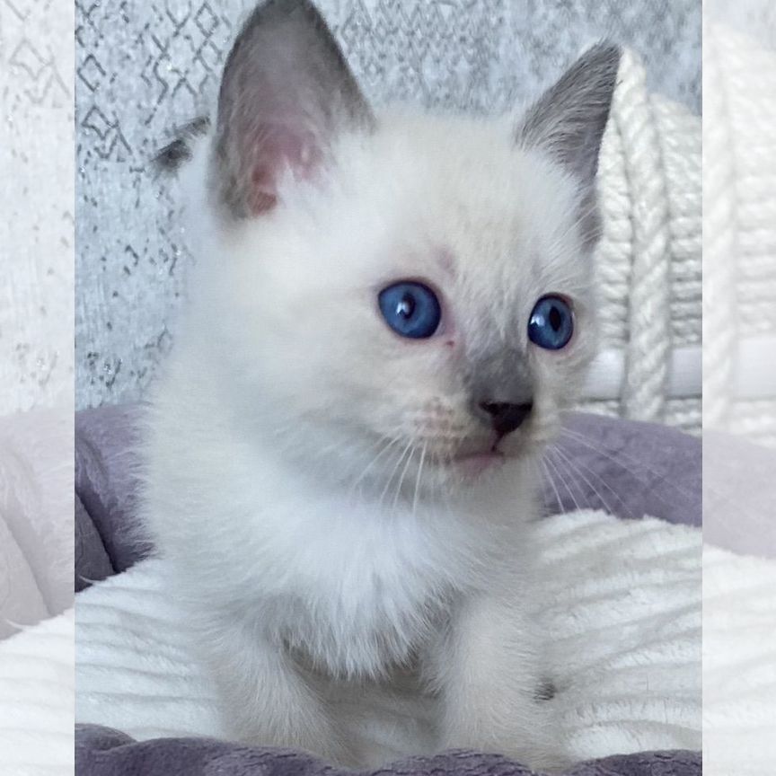 Тайский котёнок