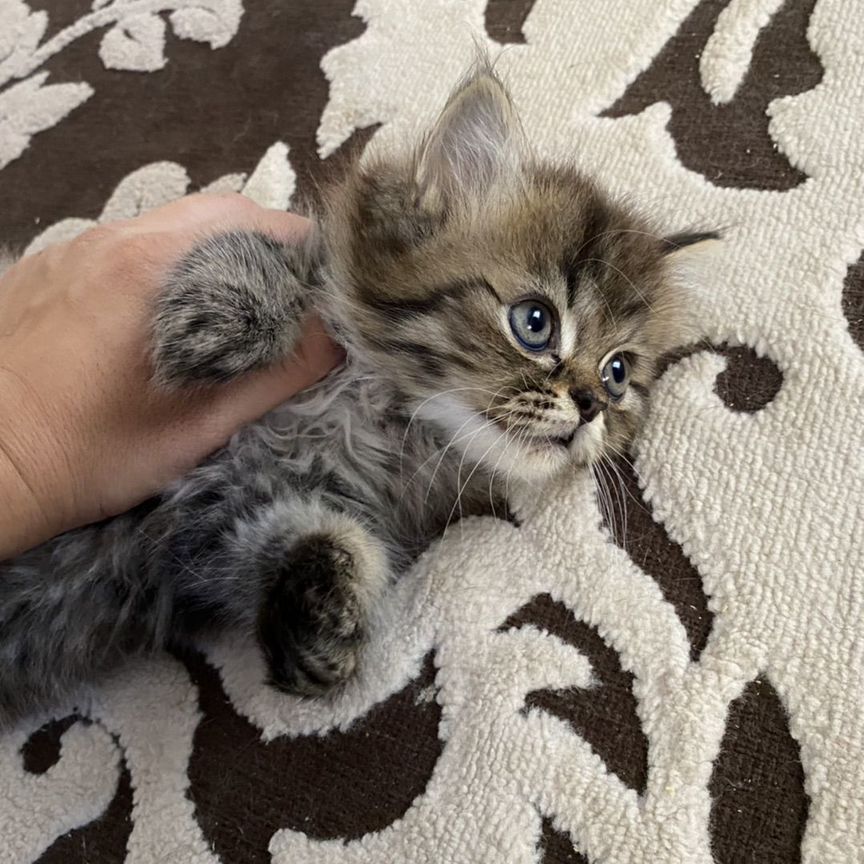 Котята