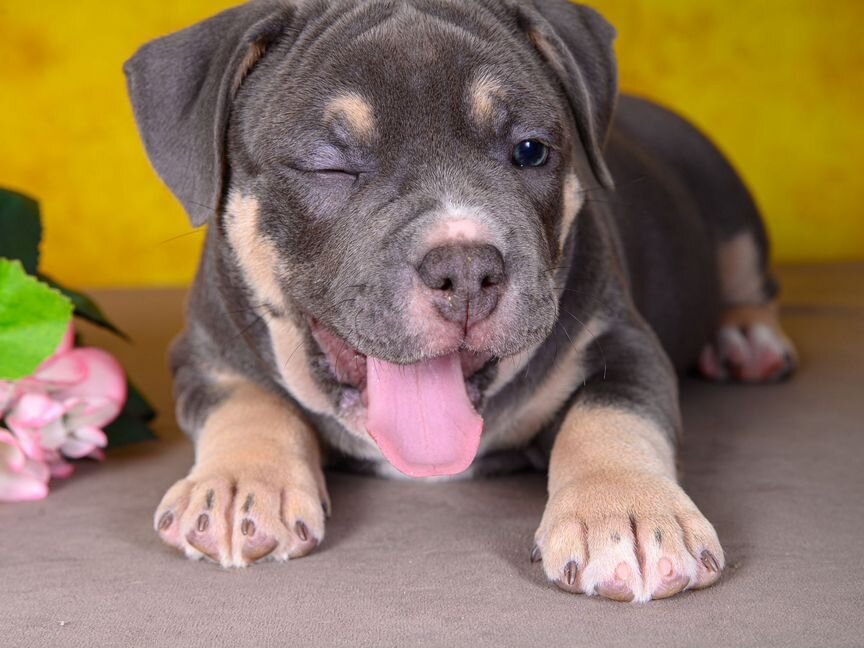 Американский булли покет щенки