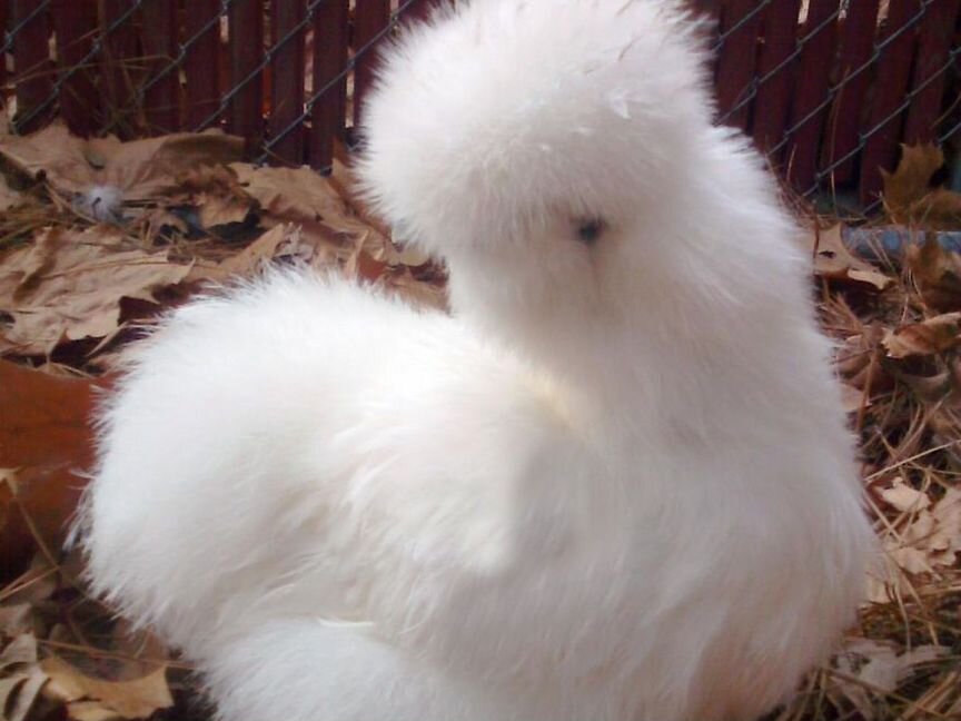 Китайские шелковые куры