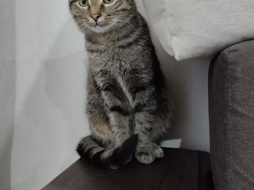 Котик в дар бесплатно