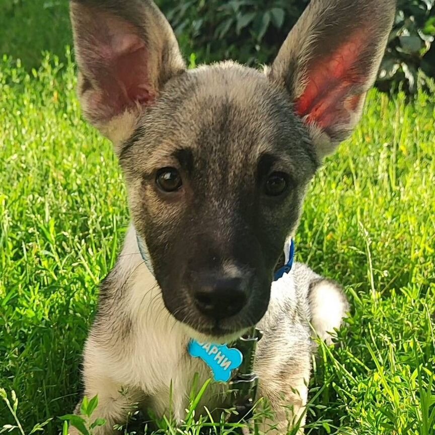 Малышка Буся хочет домой