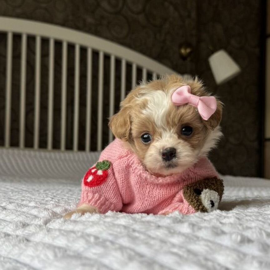 Мальтипу, щенок