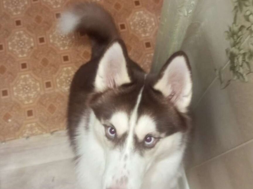Сибирский хаски