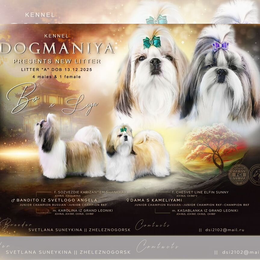 Ши-тцу, щенок