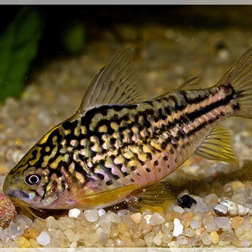 Коридорас напоенсис - Corydoras Napoensis