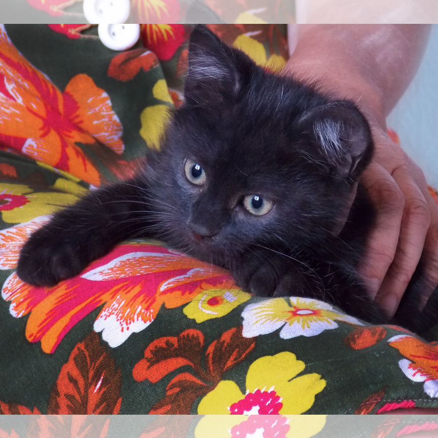 Европейский короткошёрстный котёнок