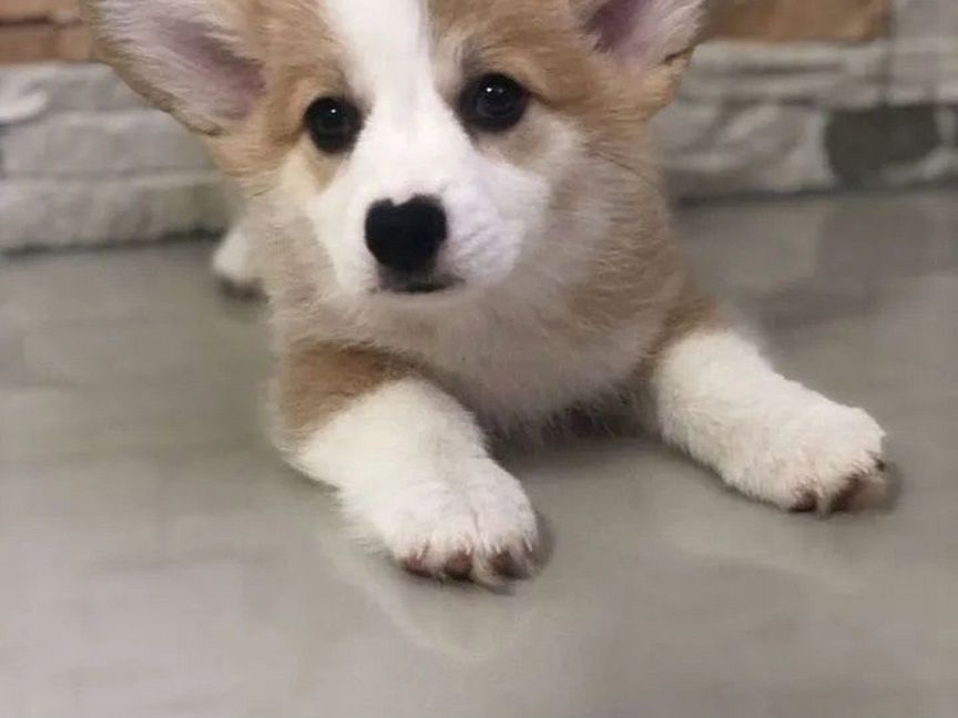 Вельш-корги пемброк щенки