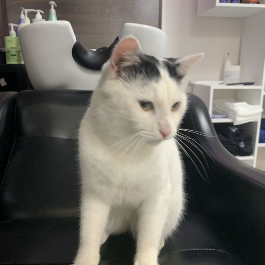 Отдам кота в добрые руки