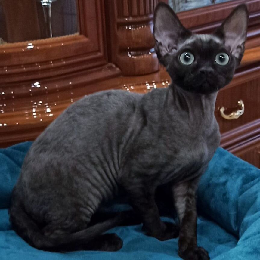 Девон-рекс котёнок