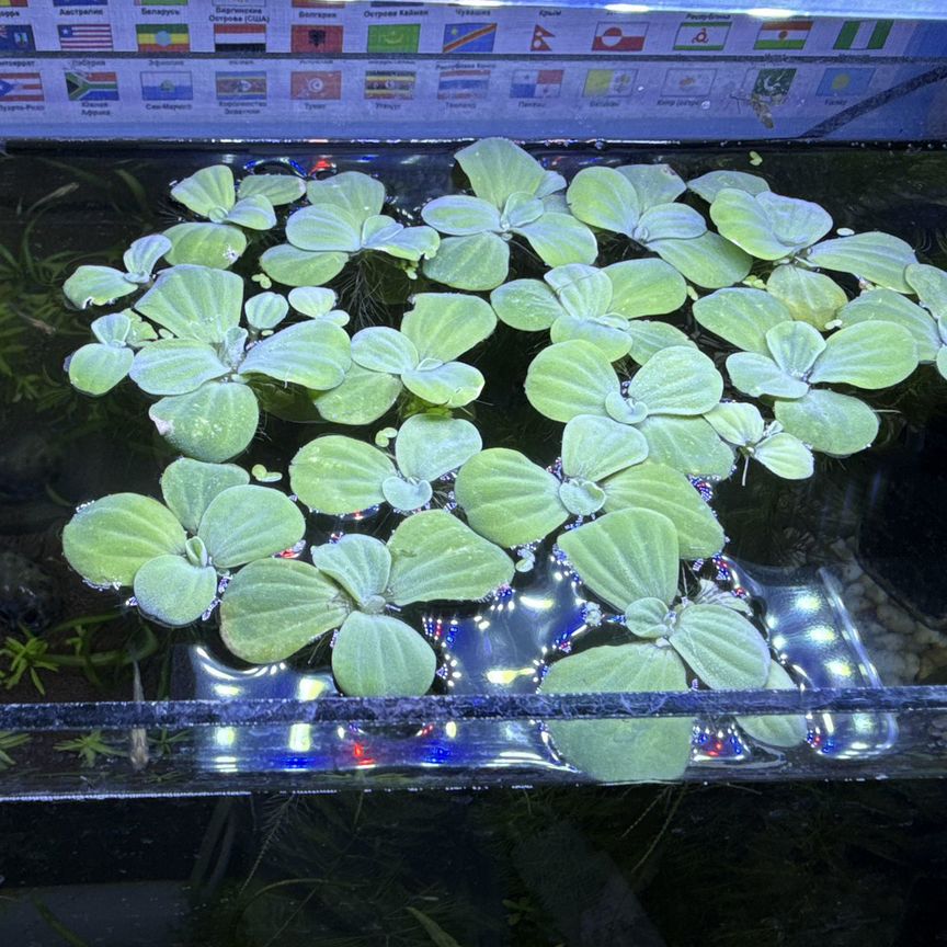 Пистия. Обмен