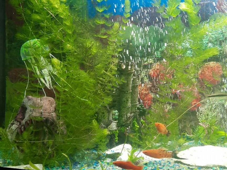 Аквариумные растения