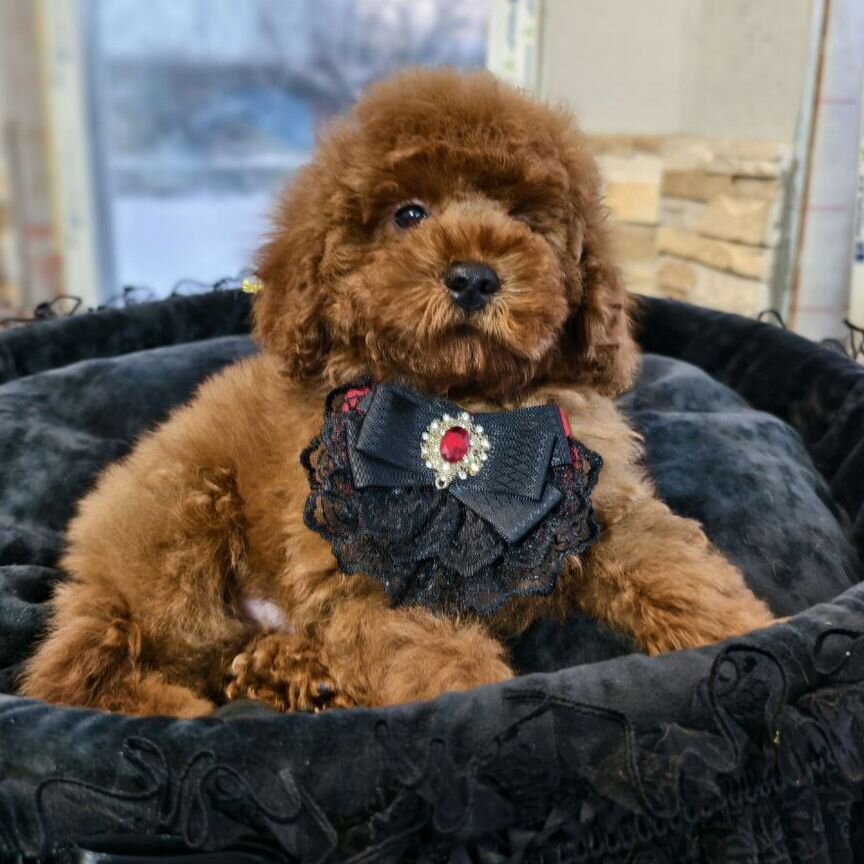 Той-пудель, щенок