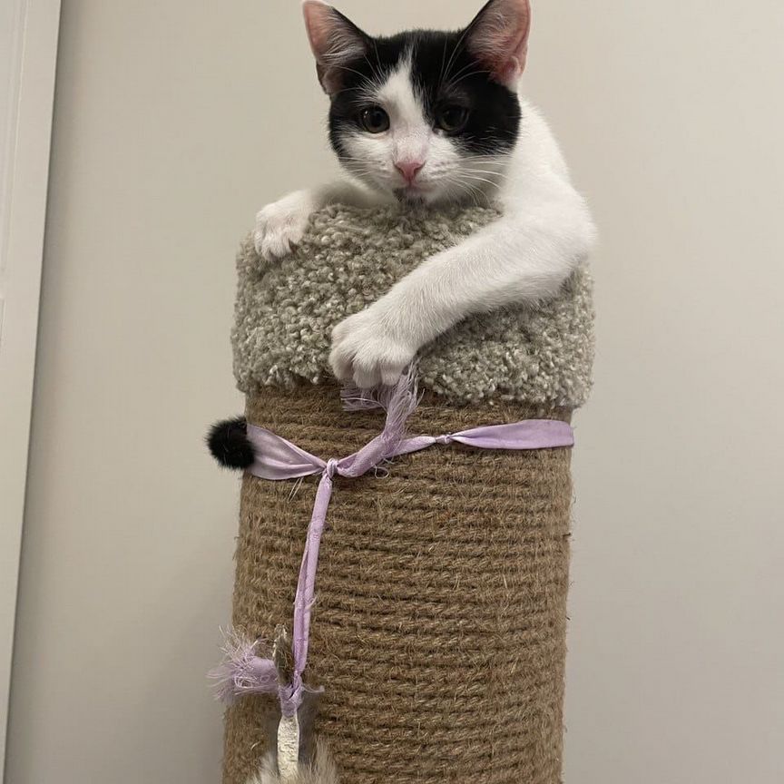 Котенок
