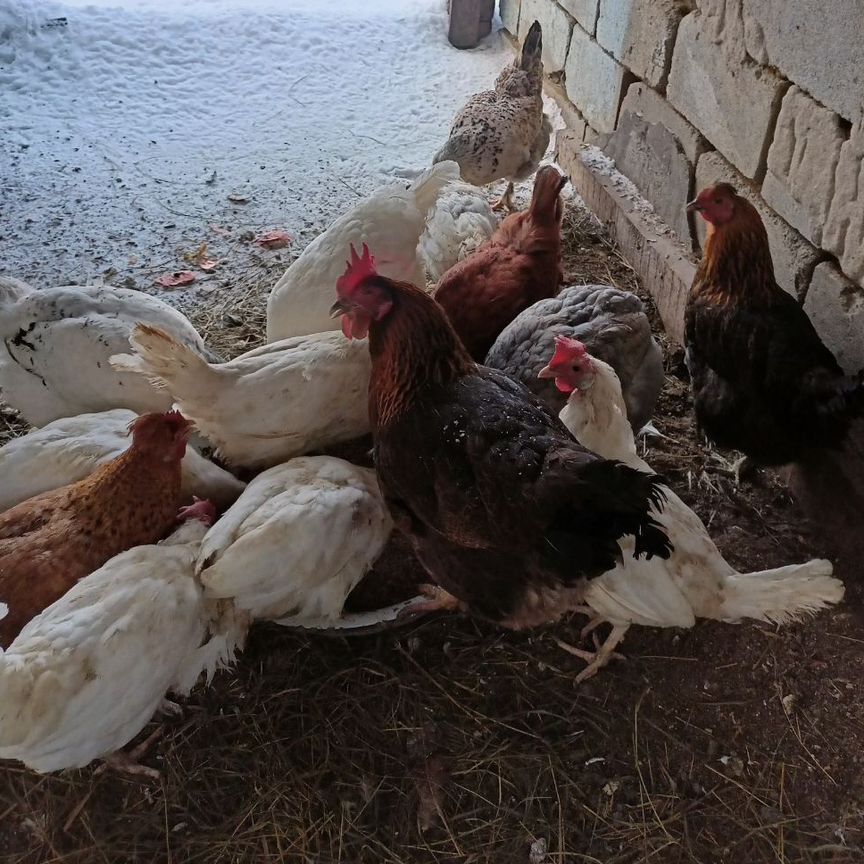 Куры несушки продам 3-х лет
