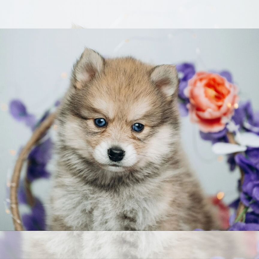 Помски, щенок