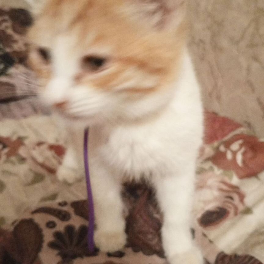 Котенок в добрые руки